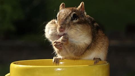 Chippie The Chipmunk Eats Some Snacks Out Of A Sunday Today Mug