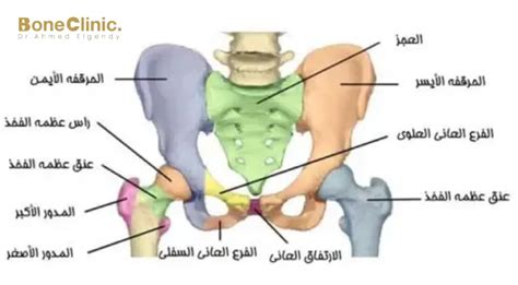 عملية مفصل الحوض وكيفية الاستعداد لها