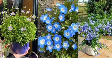 13 Best Light Blue Flowers For Containers Balcony Garden Web
