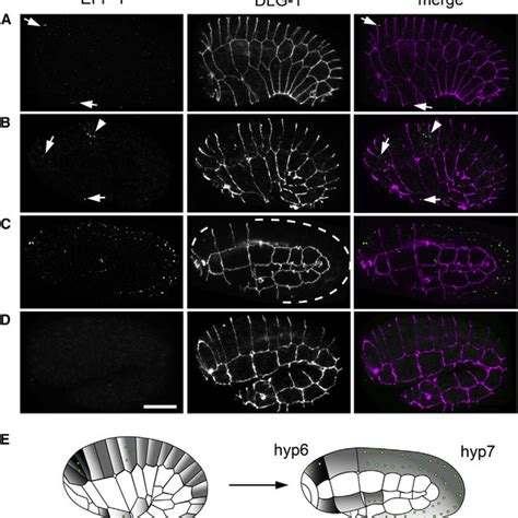 The Dynamics Of Eff 1gfp During Cell Fusion Download Scientific Diagram