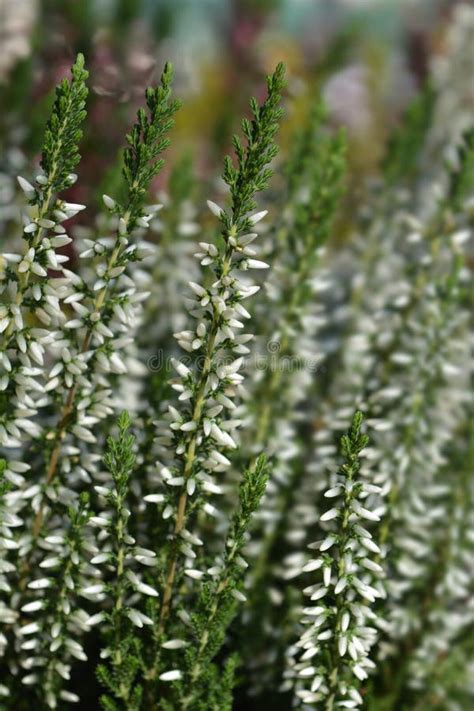 Heather White Aster Ground Cover Stock Image Image Of Plant White