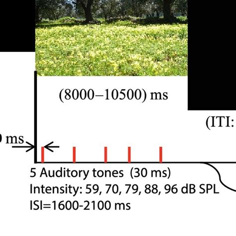 Schematic Diagram Illustrating Visual Emotional Display Timing And