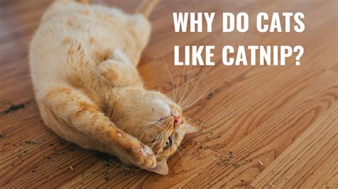 Why Do Cats Like Catnip