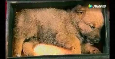 《当家主母》虐猫后，又有群演曝于正《美人心计》打死小狗腾讯新闻