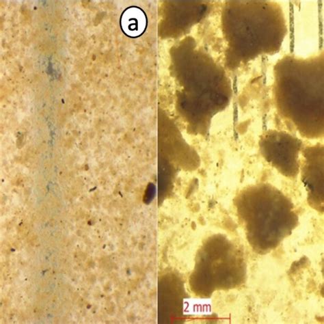 A Seeding Sludge On Day 0 B Mature Microalgae Bacteria Aerobic