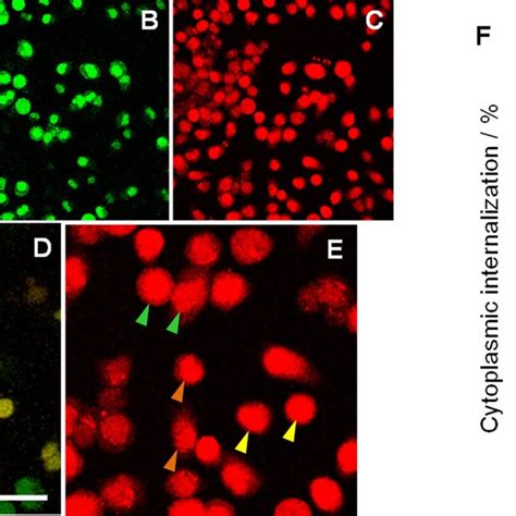 A Cpp Cargo Photosensitizer Conjugate And The Fucci Pci Method A