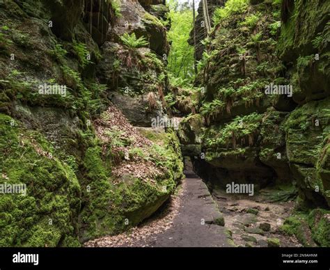 The Rock Gate In The Uttewalder Grunda Sandstone Gorge In Saxon