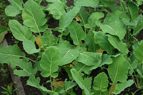 Brassica oleracea var. gongylodes