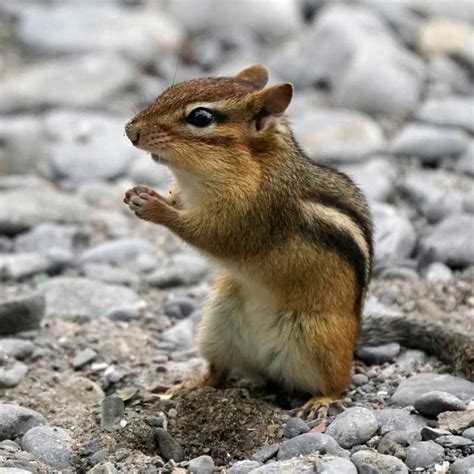 Chipmunk Control Services Miche Pest Control