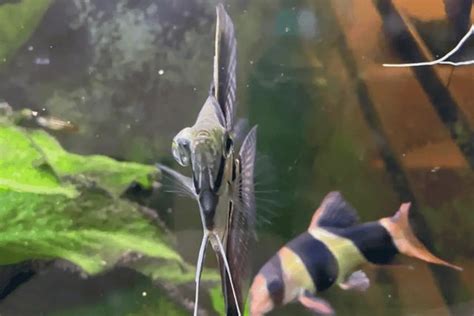 Angelfish With Bulging Eyes Treating Popeye Disease Pet Fish Online