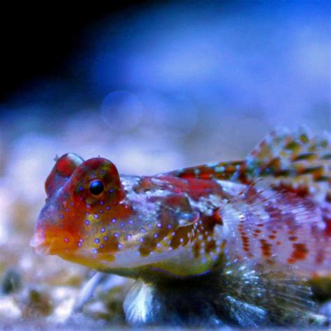 Scooter Blenny Eat Algae