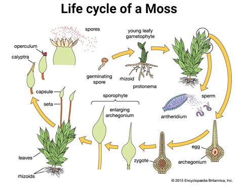 Mosses Bryopsida Characteristics Reproduction Uses