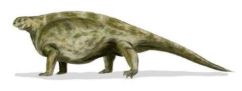 Cotylorhynchus Alchetron The Free Social Encyclopedia