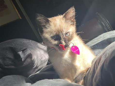 Silly Kitten Rkitten