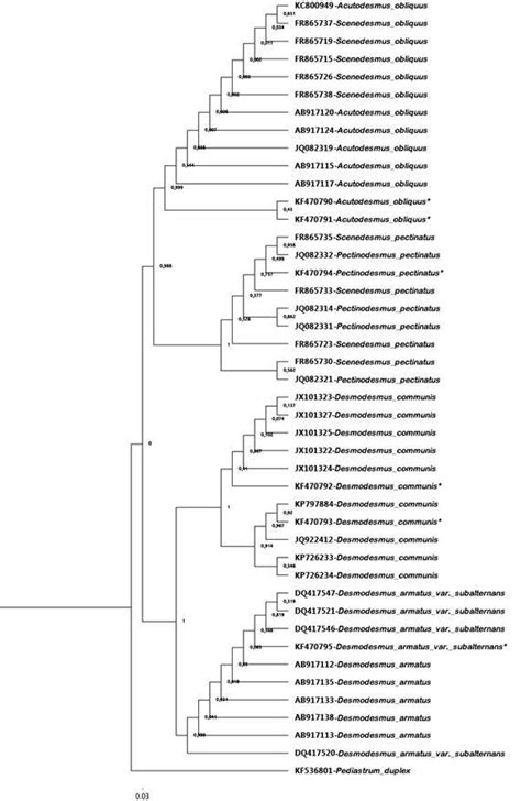 Neighbour Joining NJ Phylogenetic Tree Between Scenedesmus Like