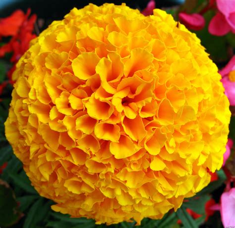 Marigold Wallpapers Wallpaper Cave
