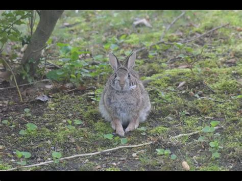 Rabbit In Maynard Sudbury Valley Trustees