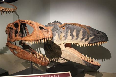 Carcharodontosaurus Skeleton