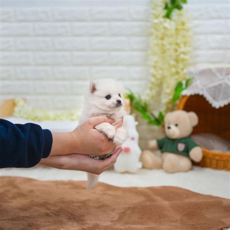 스피츠분양 사랑스러운 애기 강아지 요요 웰시코기분양 프렌치불독분양 보스턴테리어분양 이탈리안그레이하운드분양 베들링턴테리어분양