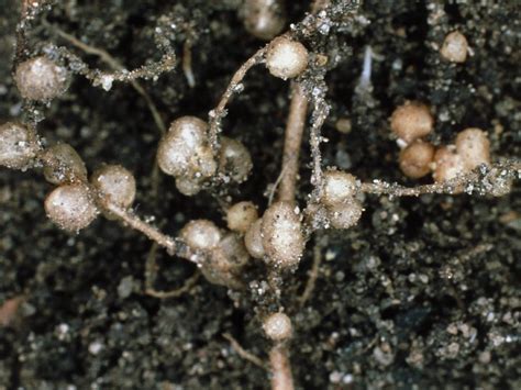 Nfix Rhizobium Neugen Biologicals