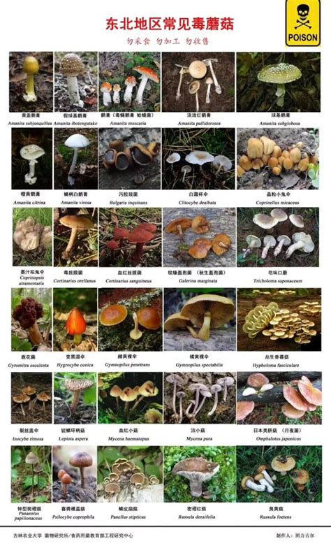 珍惜生命远离毒蘑菇我国各地区常见毒蘑菇图谱值得收藏 知乎