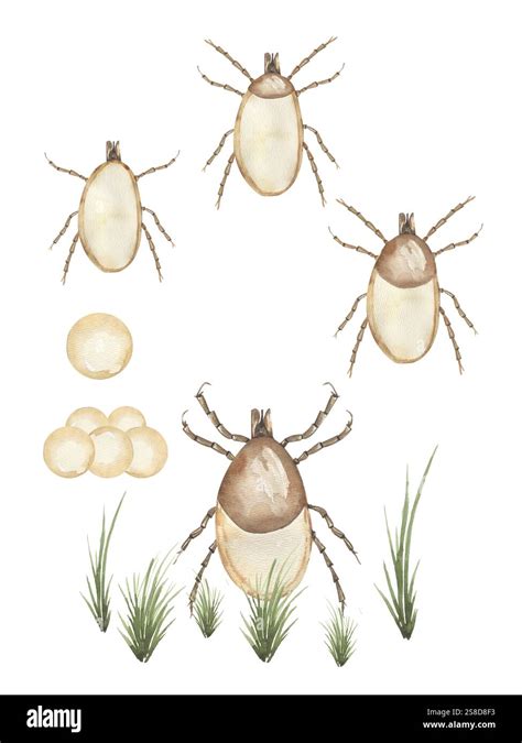Mite Life Cycle Cut Out Stock Images And Pictures Alamy
