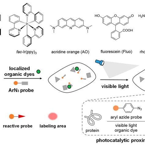 Photocatalytic Proximity Labeling With Localized Organic Dyes And Aryl Download Scientific