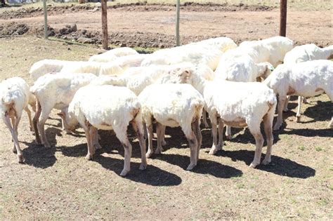 Story Wool value chain earmarked for Chris Hani | DOA