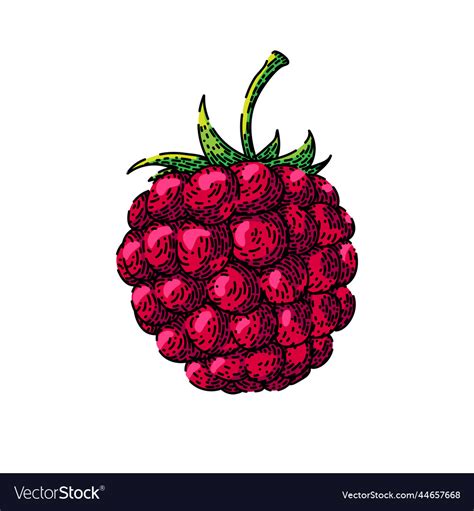Raspberry Food Sketch Hand Drawn Royalty Free Vector Image