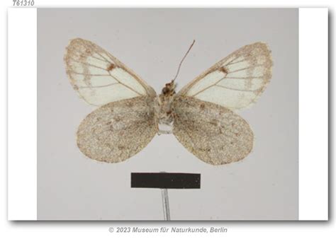 Phulia Nysias Type Specimens