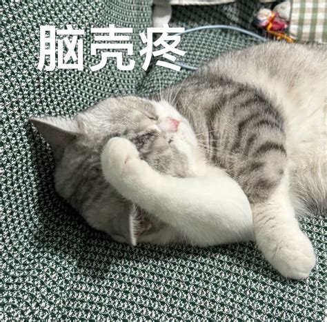猫猫张嘴表情包小合集
