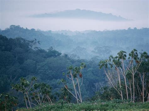 20 Photos That Show The Amazon Rainforest Before And After The Wild