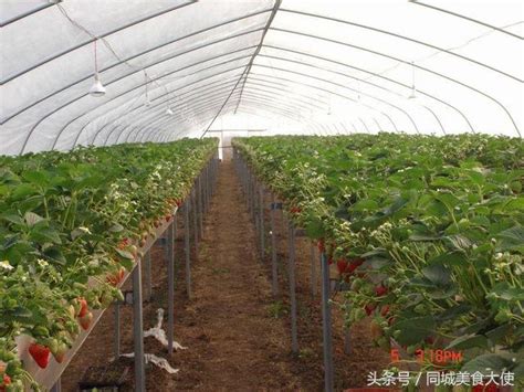 合肥美食小吃，舌尖上的合肥：長豐草莓 每日頭條