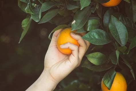 how to select or omit properties from an object in javascript dev