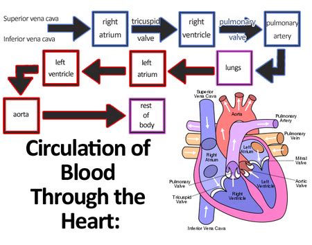 Components of the Circulatory System | Main Parts & Structure - Lesson | Study.com
