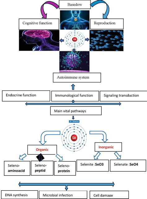 Selenium And Prebiotics As Adjunctive Therapies In Treatment Of Graves Disease Intechopen