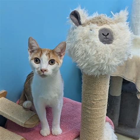 Expert Backed Tips To Discipline Your Cat The Right Way
