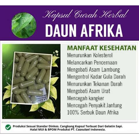 Jual Kapsul Curah Herbal Daun Afrika Isi Pcs Shopee Indonesia