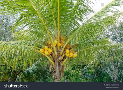 Close King Coconut Cocos Nucifera Var Stock Photo 2227987813 Shutterstock