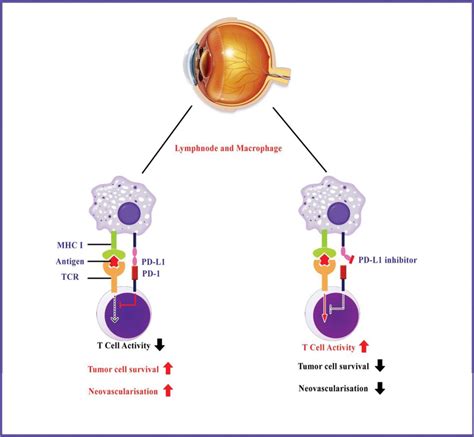 Pd L1pd 1 Axis In Aso Tumor Cells In The Human Body Are Detected And