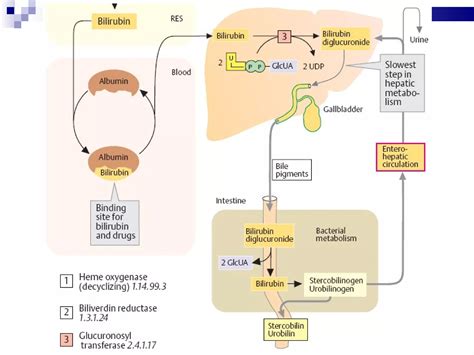 Biochemistry Of Blood Heme Biosynthesis And Degradation Ppt