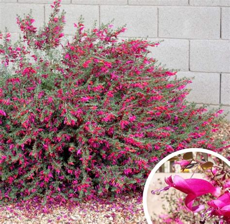 Eremophila Maculata Valentine Valentine Red Emu Bush Whitfill Nursery