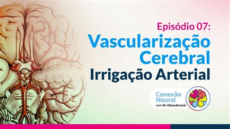 Vasculariza O Cerebral Irriga O Arterial Youtube