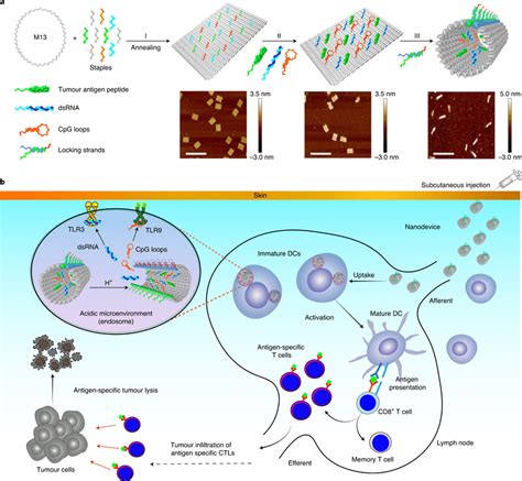 Design And Characterization Of The Antigen Adjuvant Functionalized Dna Download Scientific