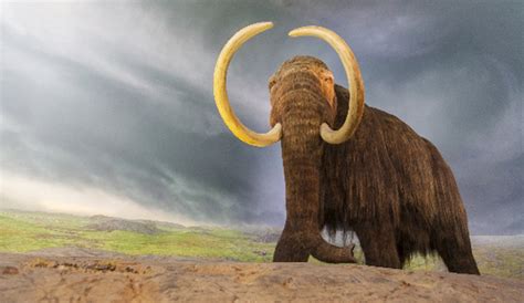 Los Mastodontes Se Extinguieron Mucho Antes Que Los Humanos Llegaran A