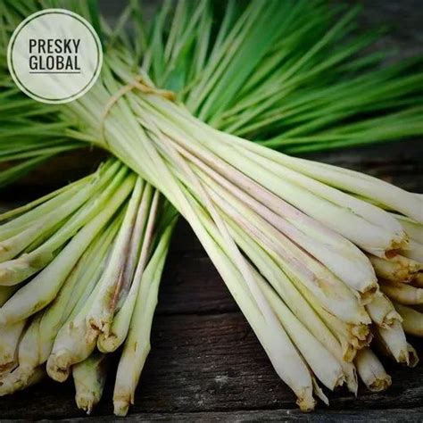 Saplings Lemon Grass Sapling Wholesale Supplier From Dehradun