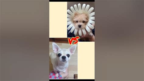 주객전도 치와와 귀여운강아지 아기강아지 Puppy 멍스타그램 말티푸 말티즈 멍멍이 푸들 브이로그 Cún