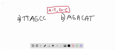 SOLVED Write The Sequence Of The Complementary DNA Strand That Pairs With Each Of The Following