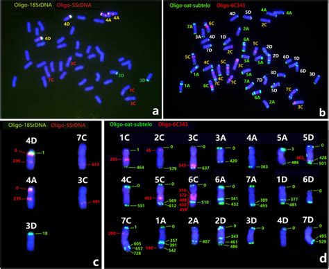 The ND FISH Of Oligo Probes Oligo SrDNA Oligo SrDNA A And Download Scientific Diagram