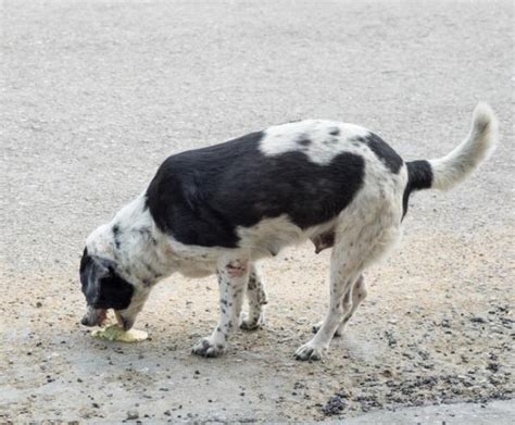 ¿cómo Saber Si Mi Perro Está Enfermo Síntomas Principales